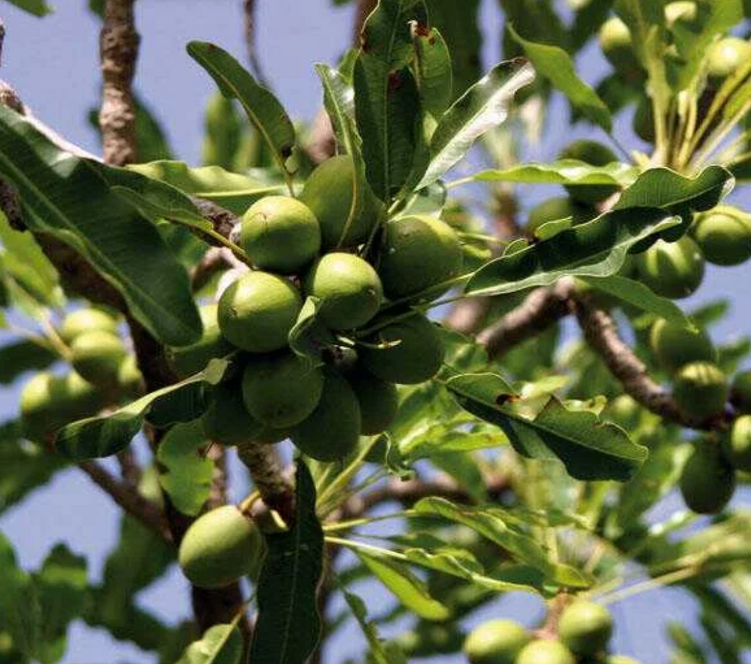 Nilotica Shea Butter: Skin Benefits, Uses & Why It’s Better Than Regul ...