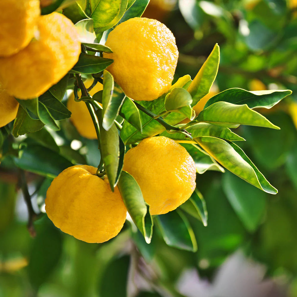 Unlocking Yuzu's Secret to Glowing Skin: Yuzu Skin Benefits – KYOMI SKIN