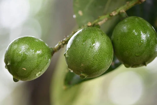 Cacay Oil: Unlocking the secrets of Cacay, Natures Elixir – KYOMI SKIN