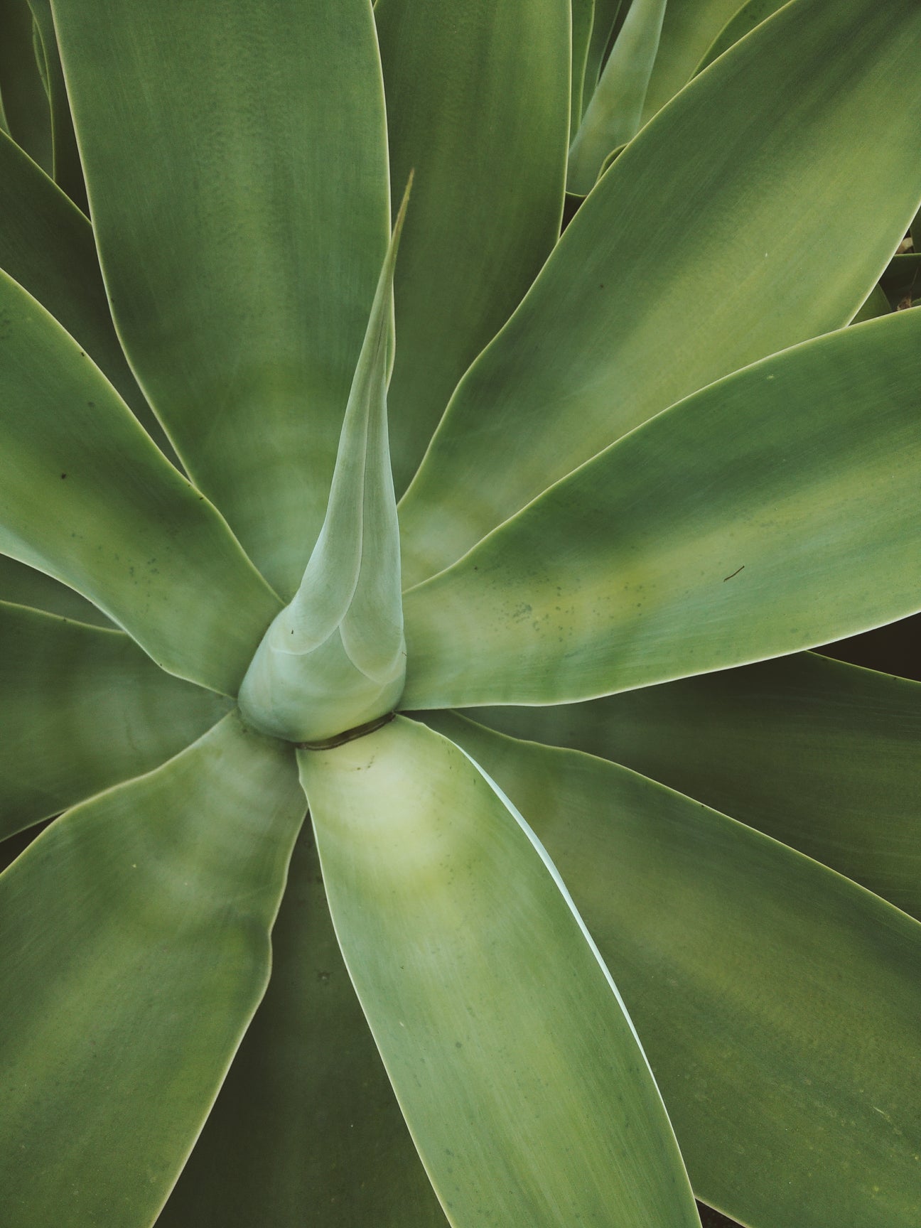 Top 10 Natural Ingredients Dermatologists Recommend for Glowing Skin ...