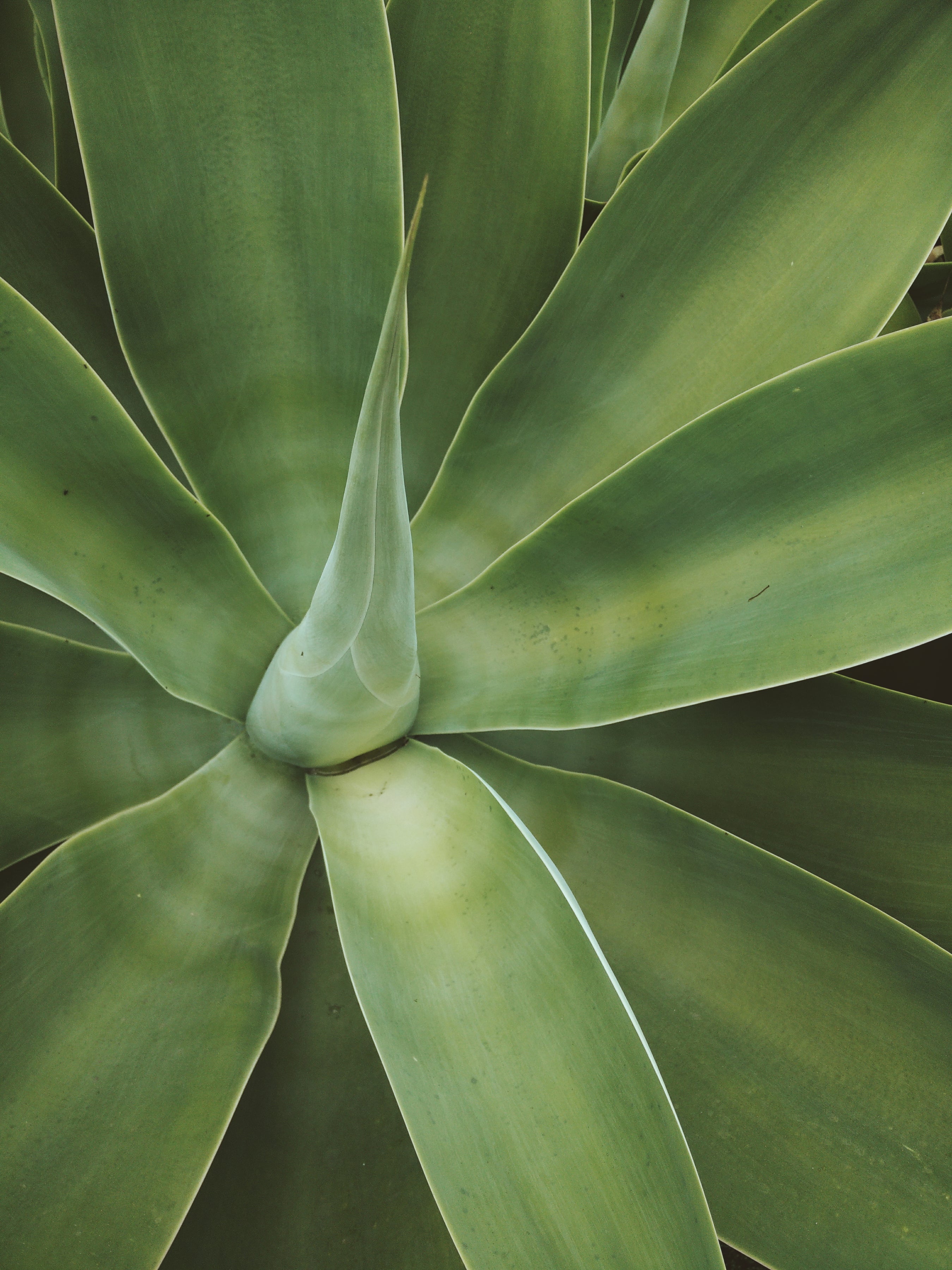 Unlocking Yuzu's Secret to Glowing Skin: Yuzu Skin Benefits – KYOMI SKIN